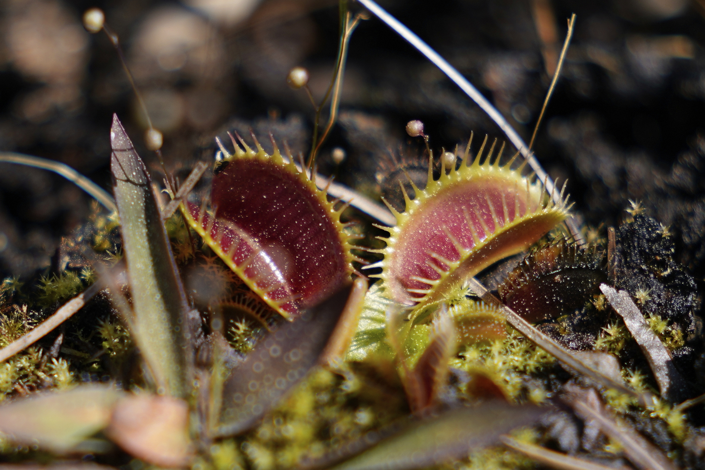 Venus Fly Traps | News, Sports, Jobs - The Express